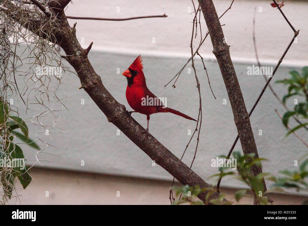 Male red Northern cardinal bird Cardinalis cardinalis perches on a tree ...