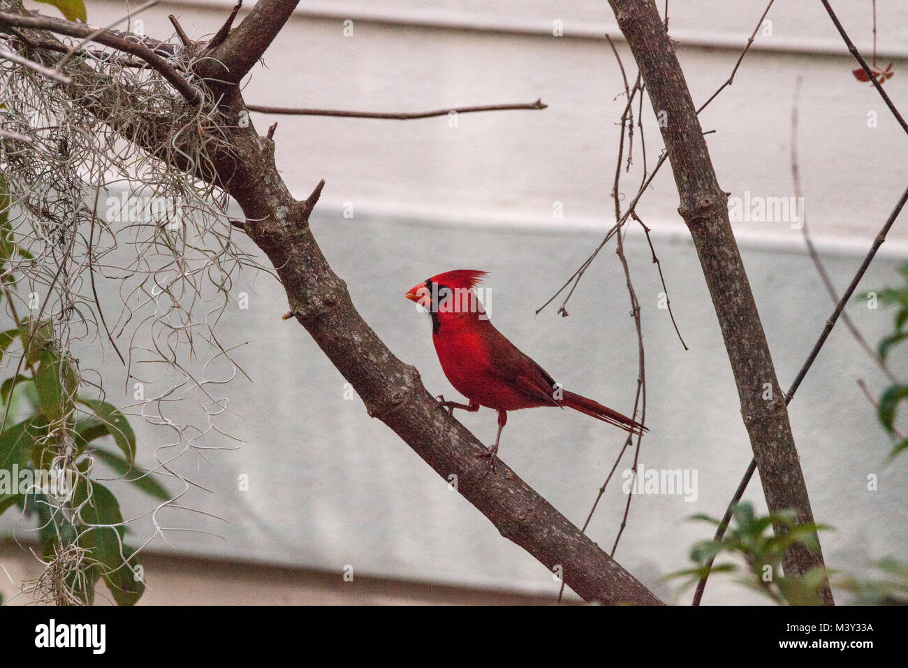 Male red Northern cardinal bird Cardinalis cardinalis perches on a tree ...