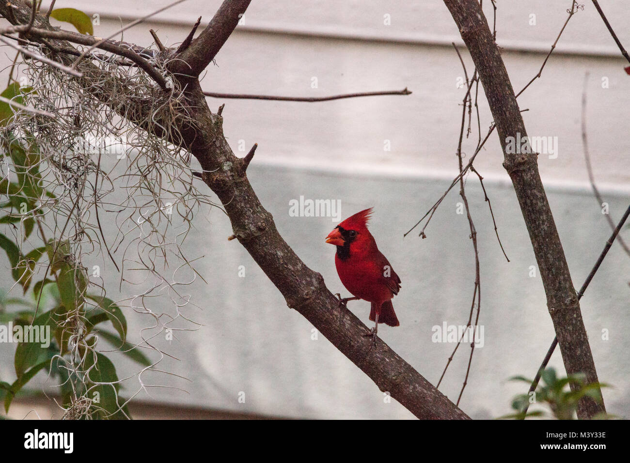 Male red Northern cardinal bird Cardinalis cardinalis perches on a tree ...