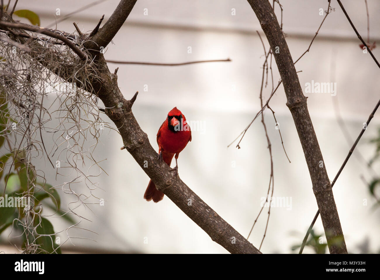 Male red Northern cardinal bird Cardinalis cardinalis perches on a tree ...