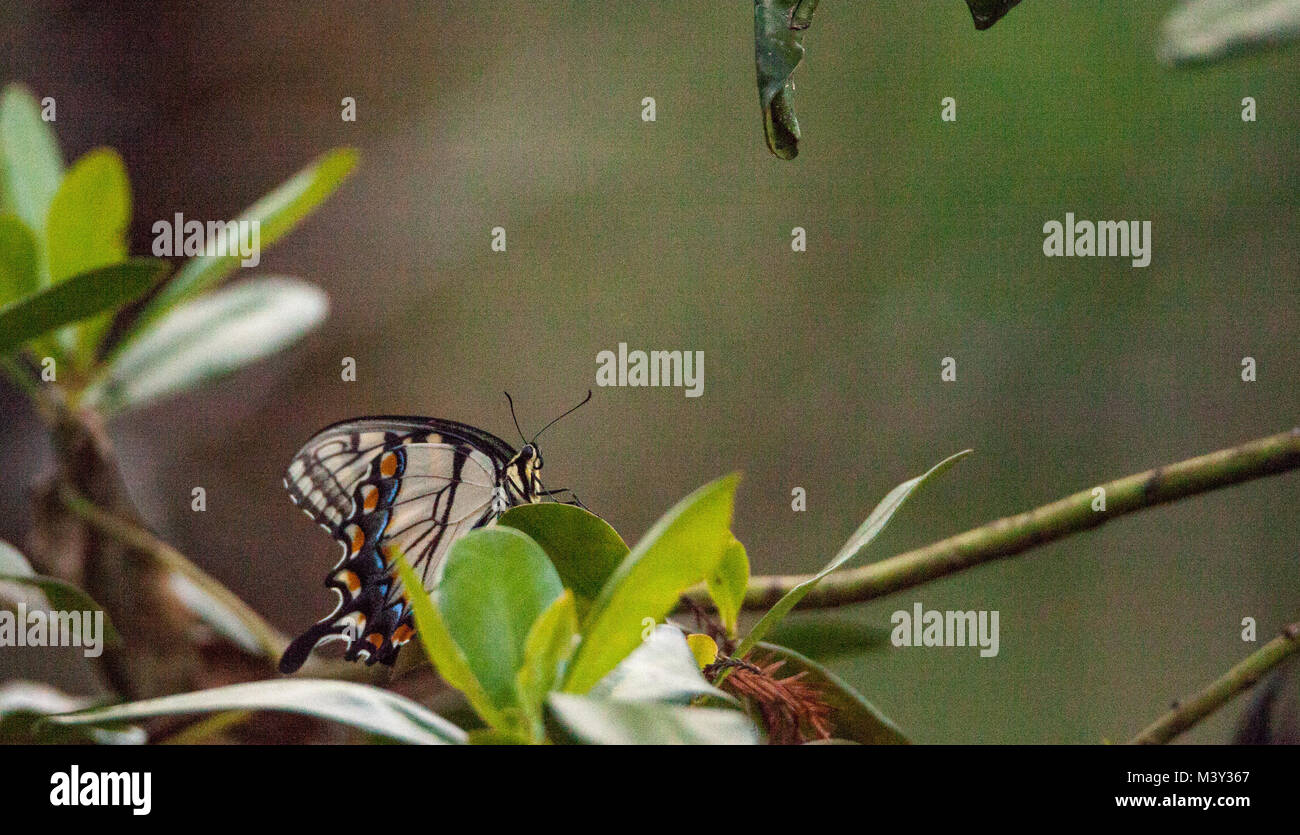 Tiger Swallowtail butterfly Papilio glaucus perches its striped body ...