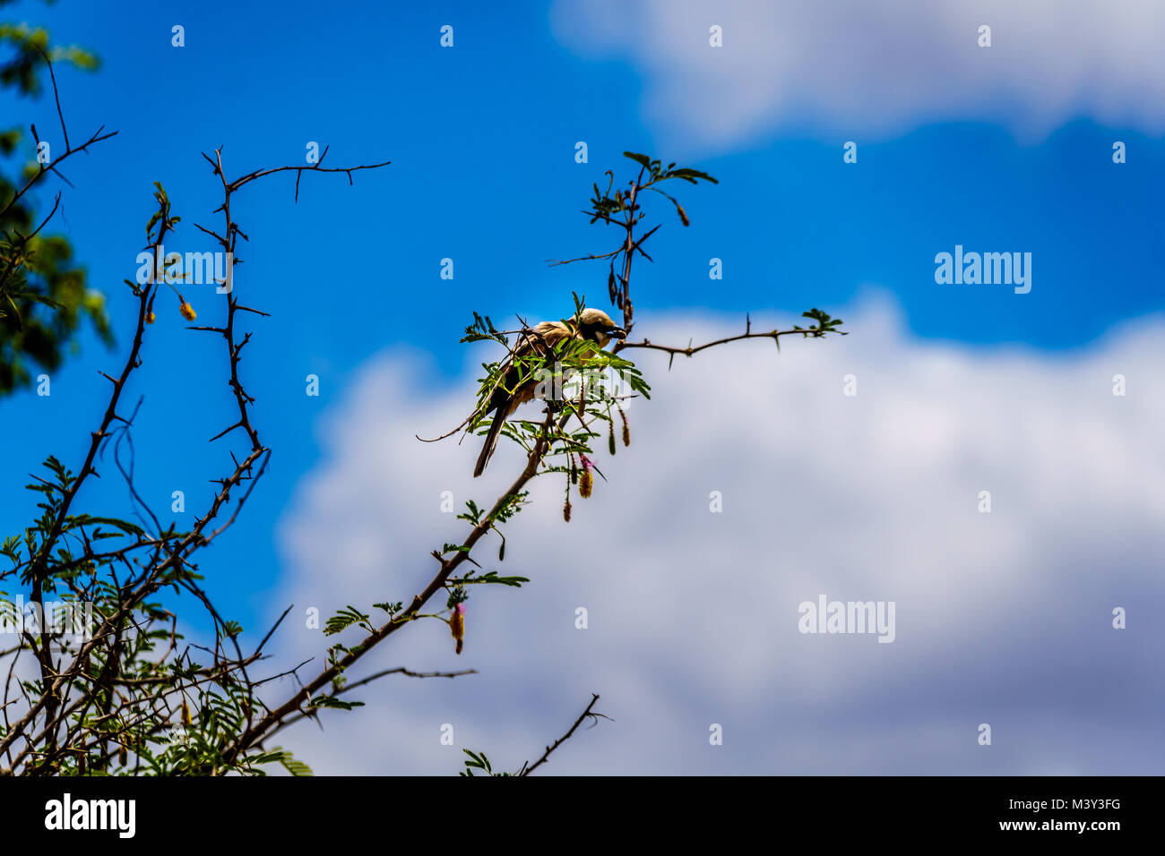 Southern white-crowned shrike sitting on a tree branch in Kruger ...
