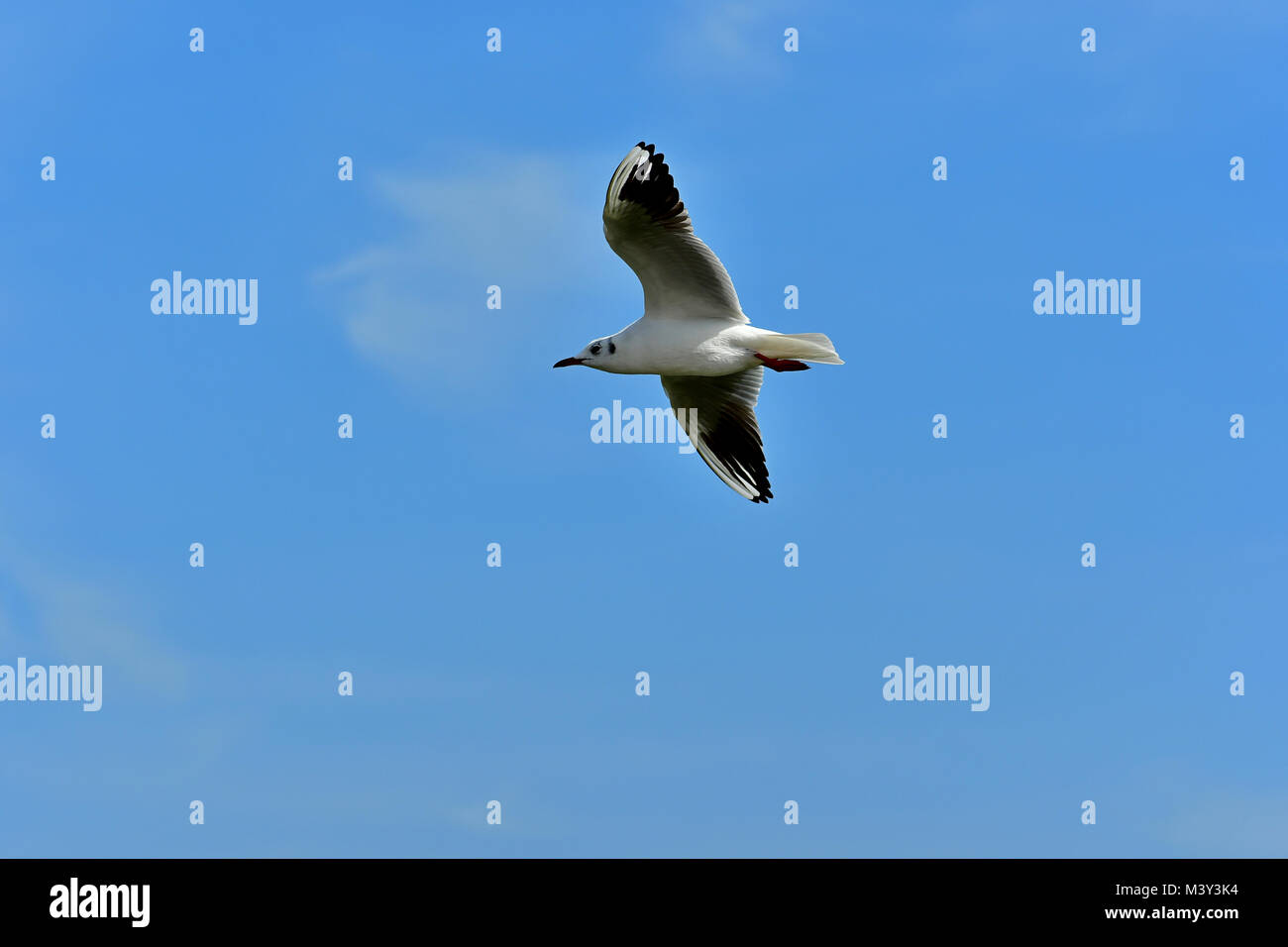 Free wild sea gulls in flight Stock Photo - Alamy