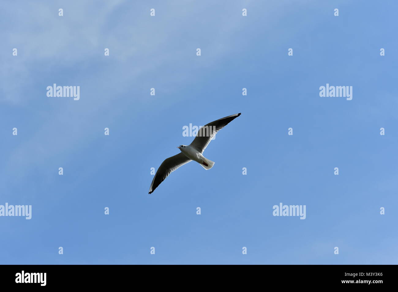 Free wild sea gulls in flight Stock Photo - Alamy