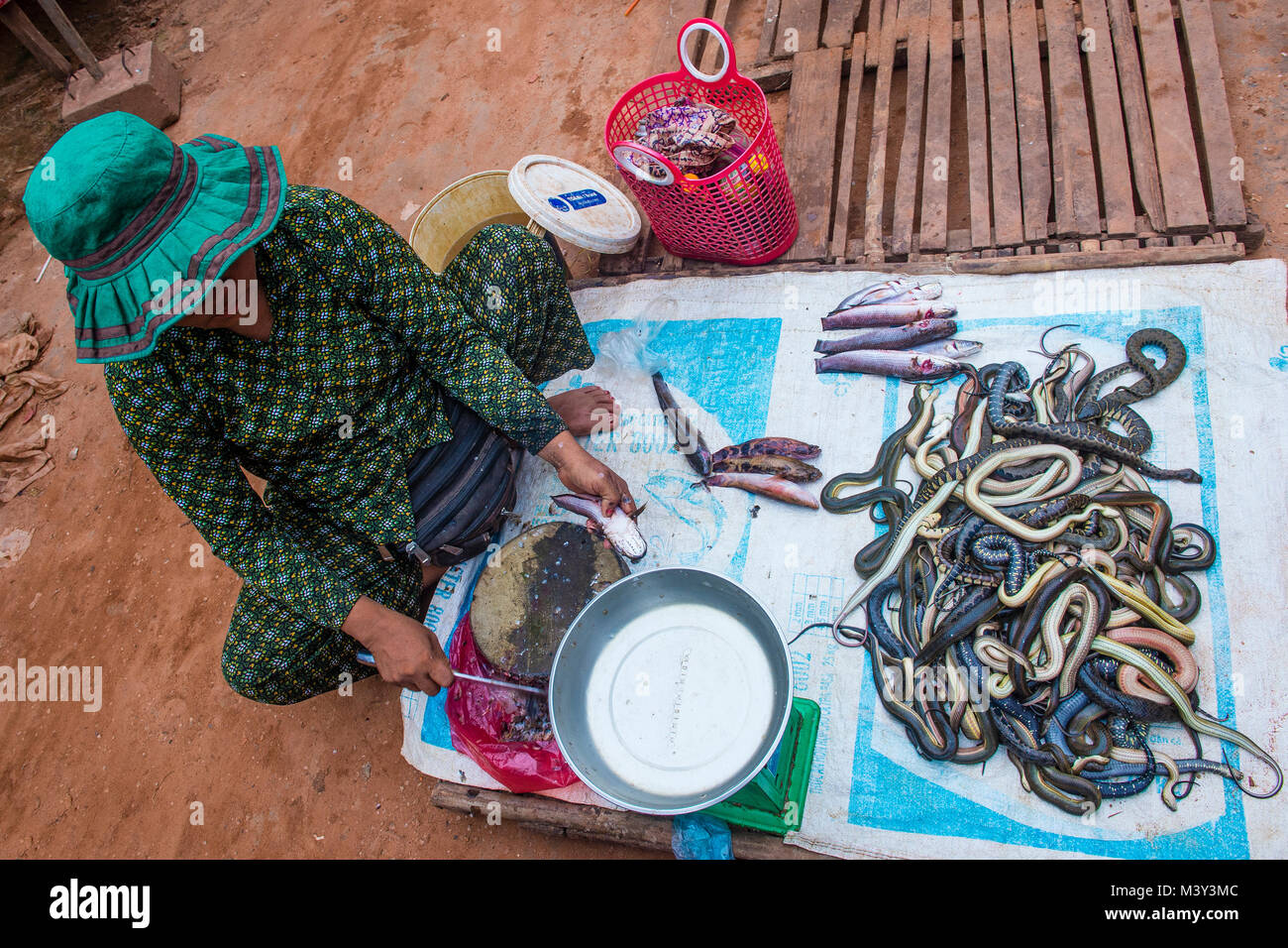 Cambodian woman selling snakes in a market in Siem Reap Cambodia Stock ...