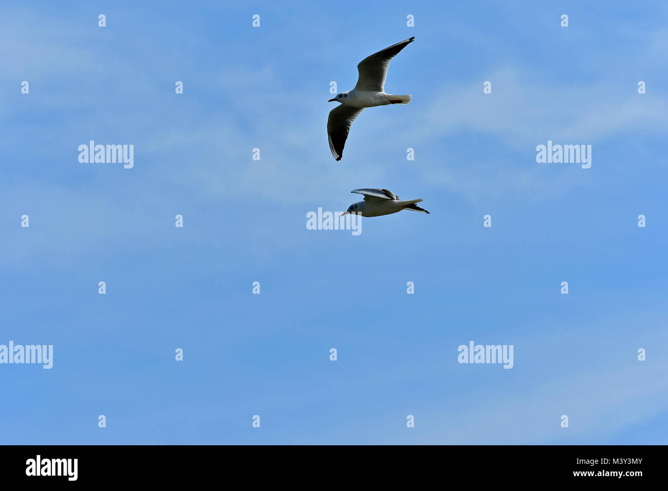 Free wild sea gulls in flight Stock Photo - Alamy