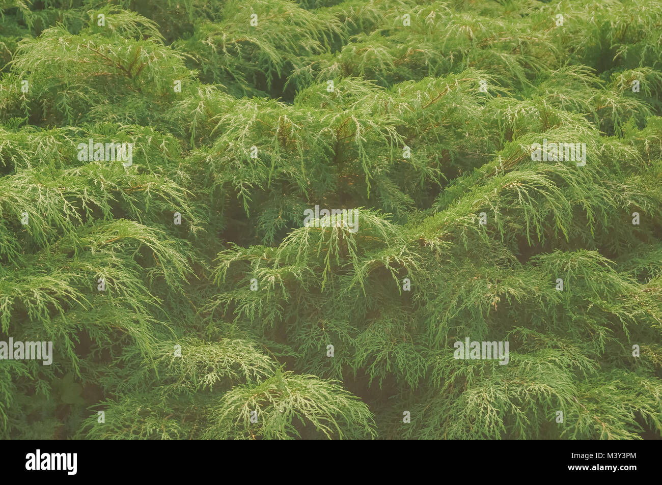 Solid, not bright, green background Stock Photo - Alamy