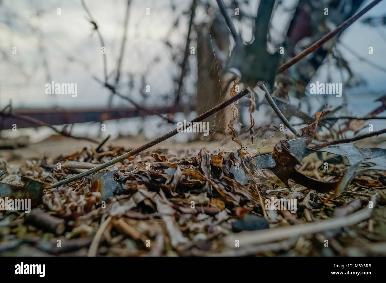 Barbed rusty wire and dry grass Stock Photo - Alamy