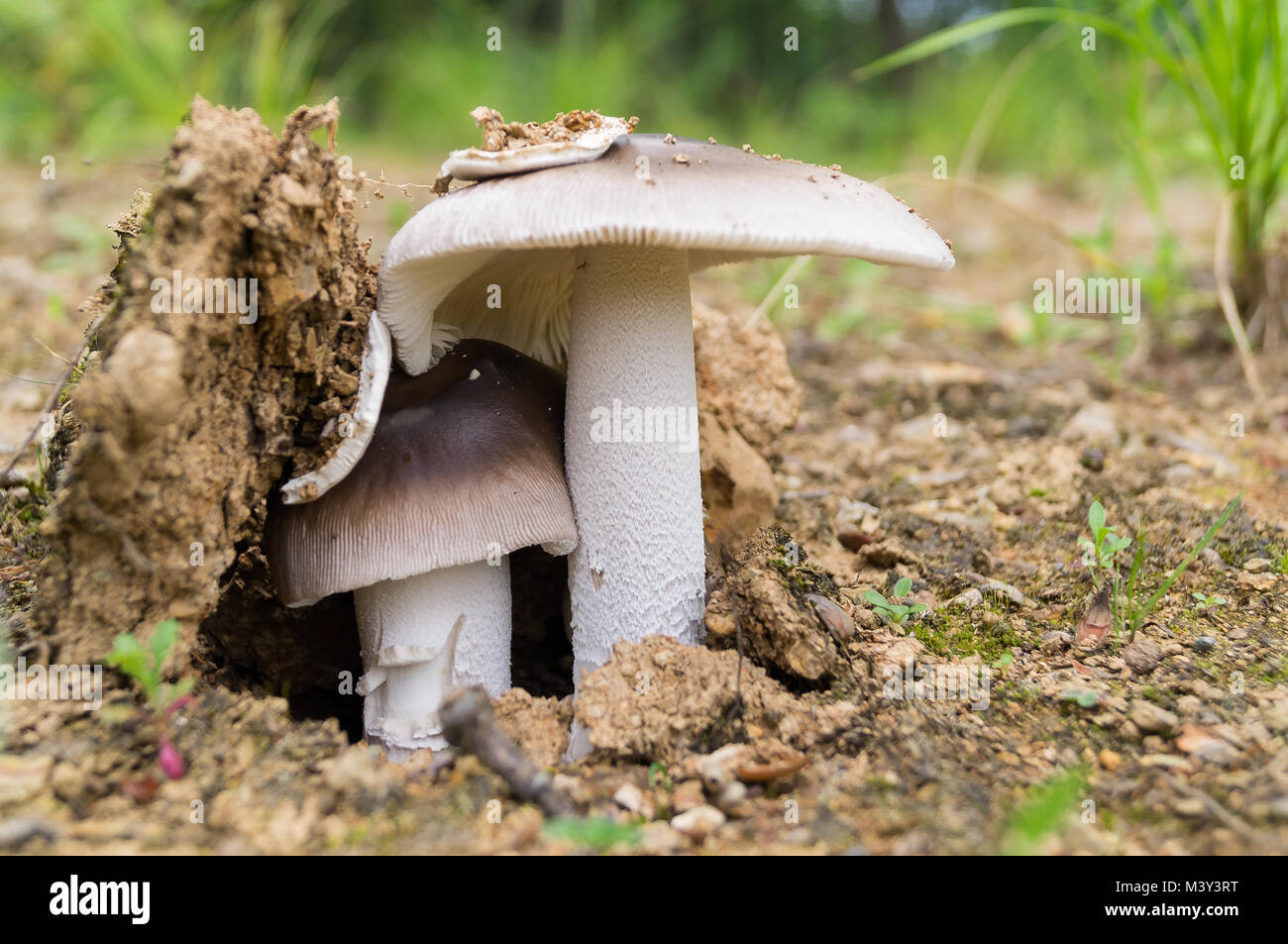 Non edible plants hi-res stock photography and images - Alamy
