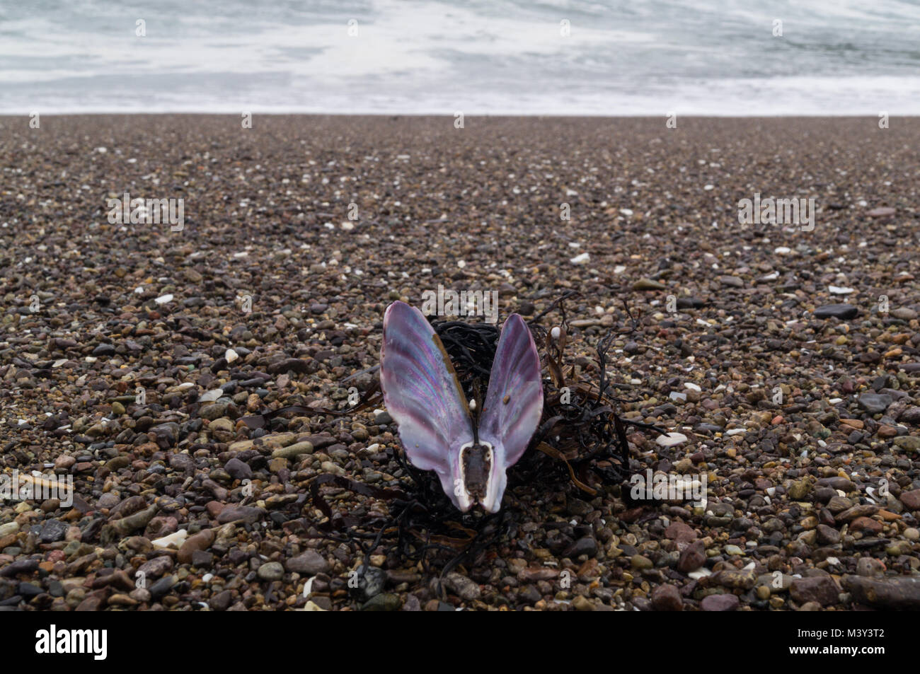 Butterfly beach india hi-res stock photography and images - Alamy