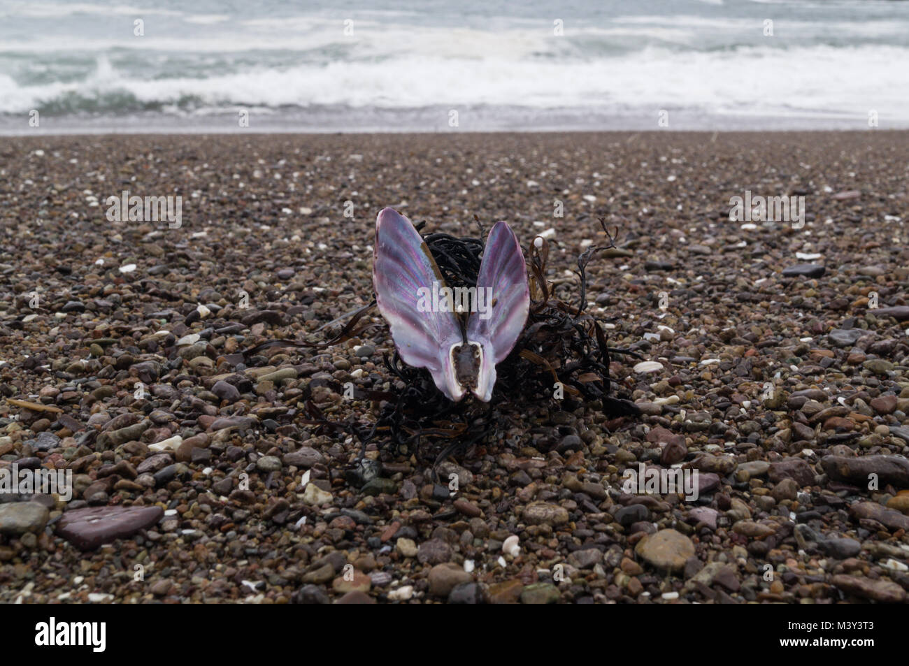 Butterflyshell hi-res stock photography and images - Alamy