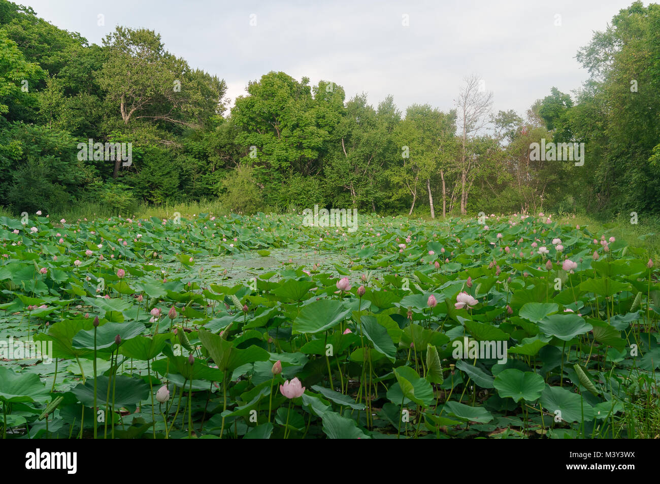 Lake of lotuses. A small lake with lotuses Stock Photo - Alamy