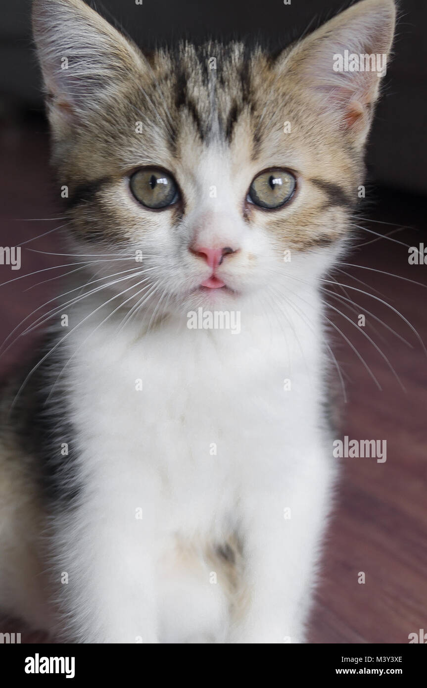 A kitten with a stiff tongue. Interesting close-up. Portrait Stock ...