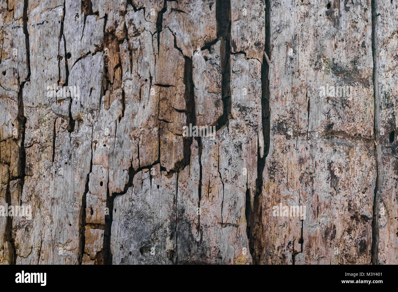 Old tree. Cracks background. Old wood background with cracks Stock ...