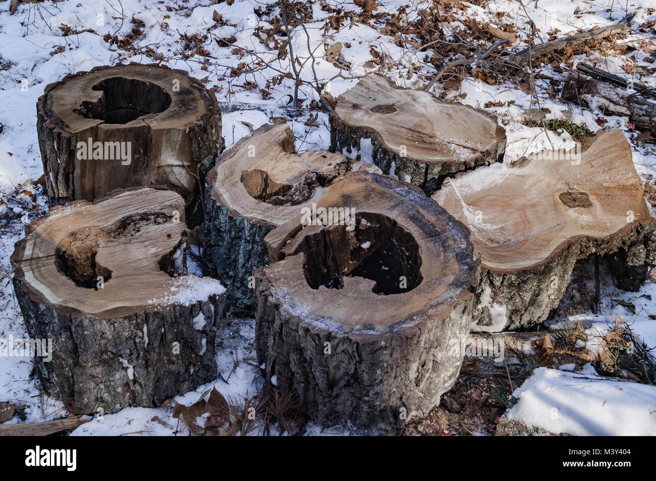 Firewood in the forest. Logs of chocks. Production of firewood Stock ...