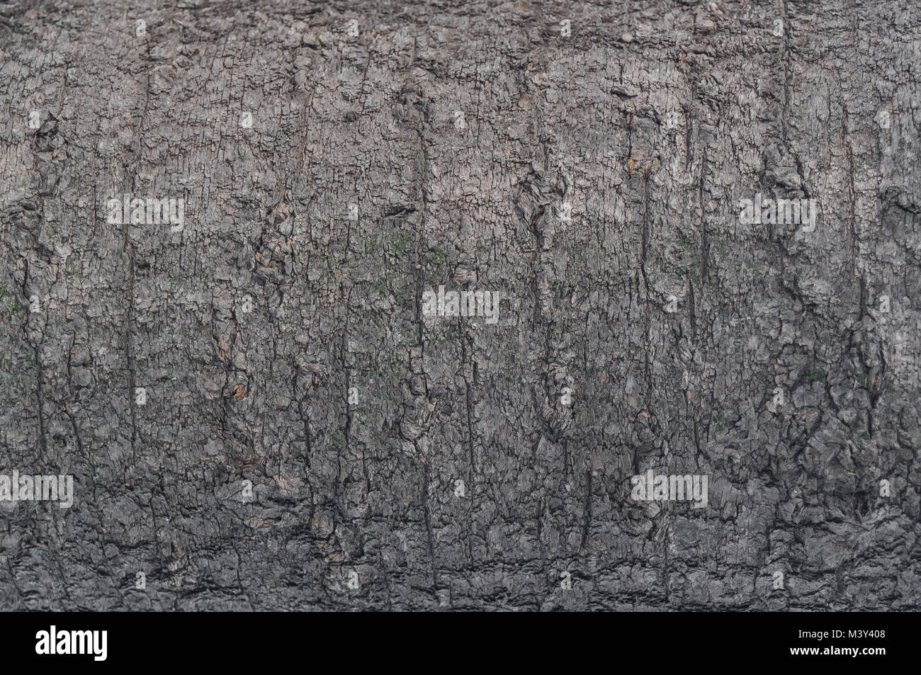 Smooth bark of the deciduous tree gray with a shallow texture for the ...