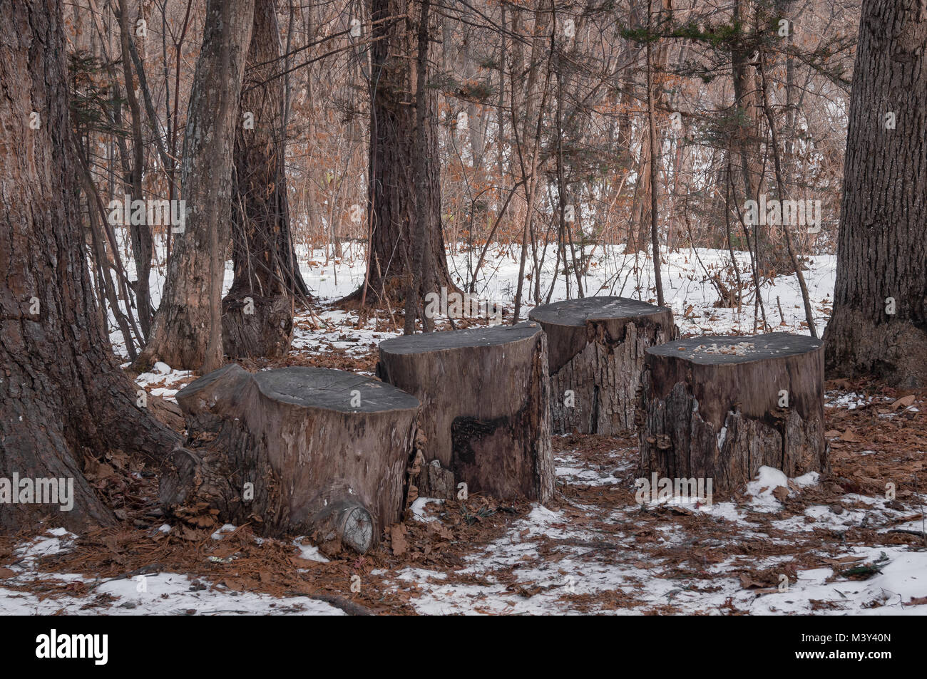 Stumps fall hi-res stock photography and images - Alamy