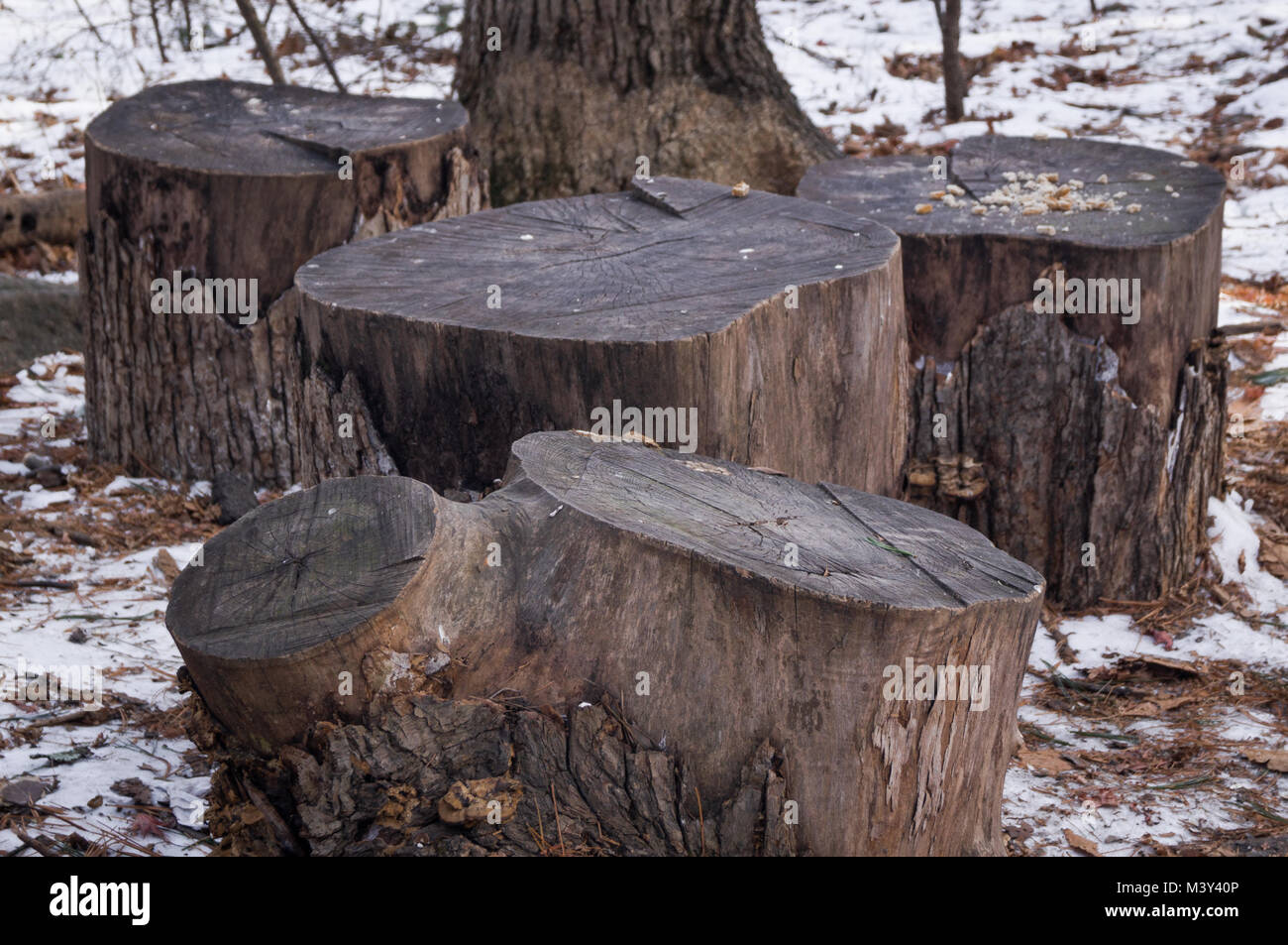 Stumps in the forest close up Stock Photo - Alamy