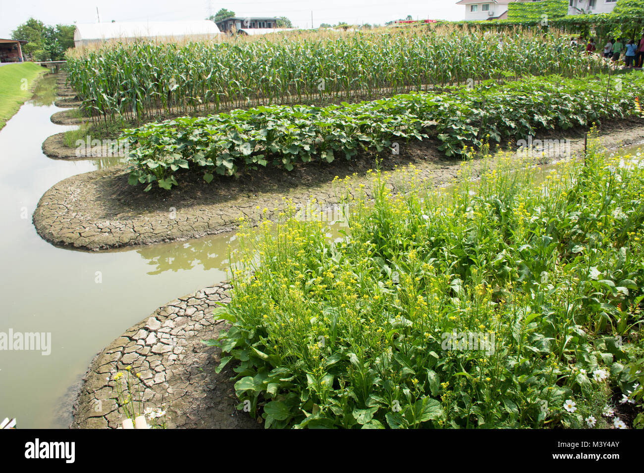 Brassica rapa chinensis or Bok choy or pak choi plant in garden of ...