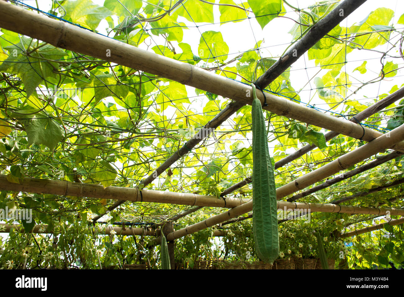 Luffa or courgette plant in garden of agricultural plantation farm at ...