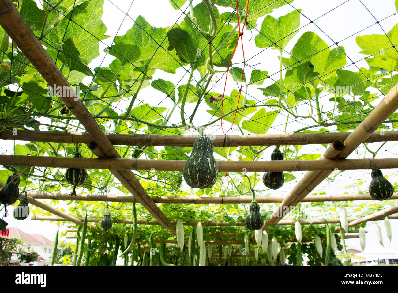 Bottle gourd or Calabash plant in garden of agricultural plantation ...
