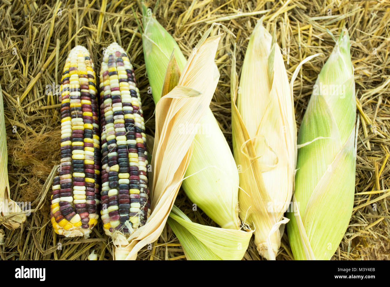 Glass gem corn hi-res stock photography and images - Alamy