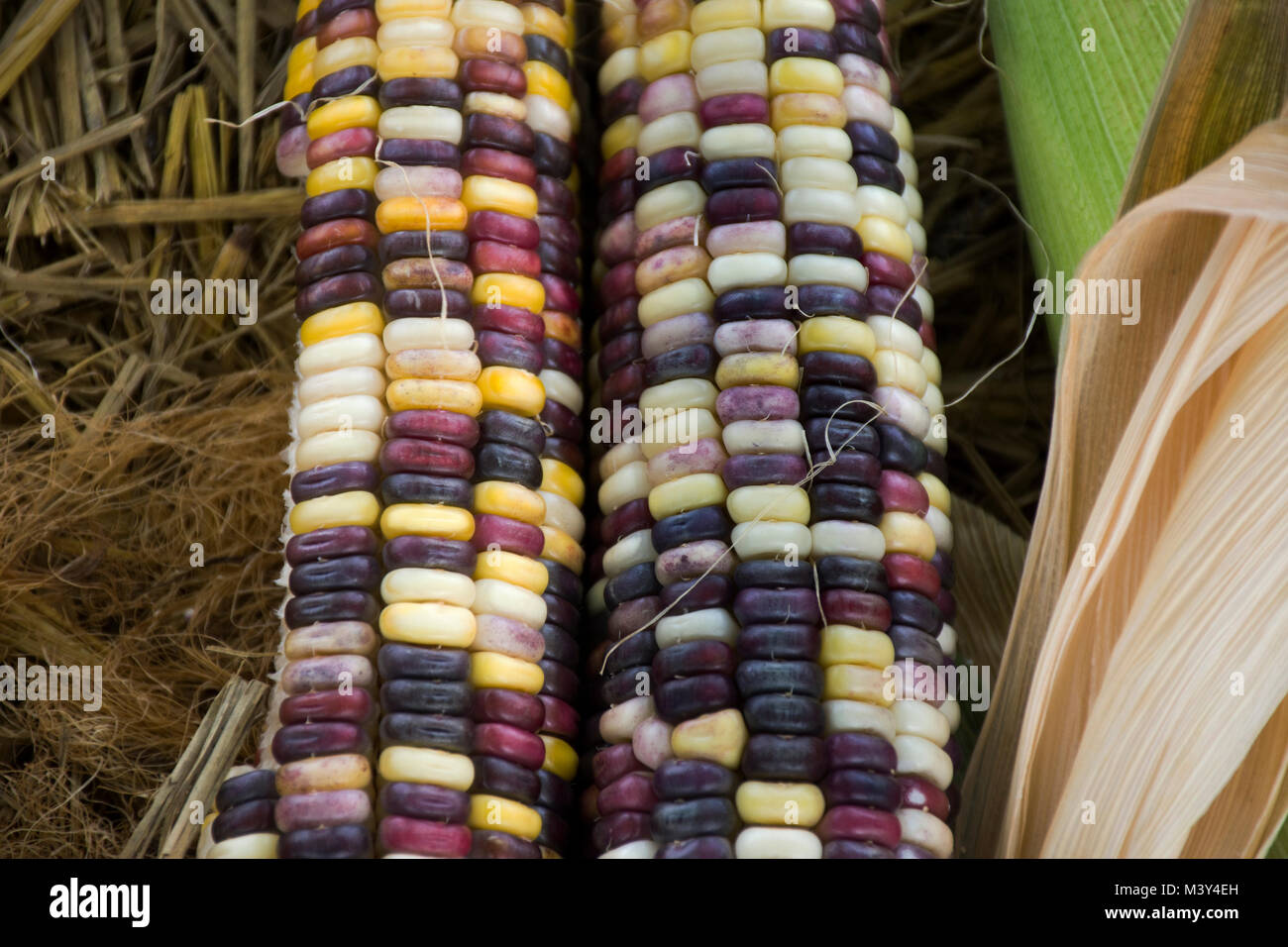 Glass Gem Corn or Sweet Waxy Corn Hybrid from agricultural corn ...