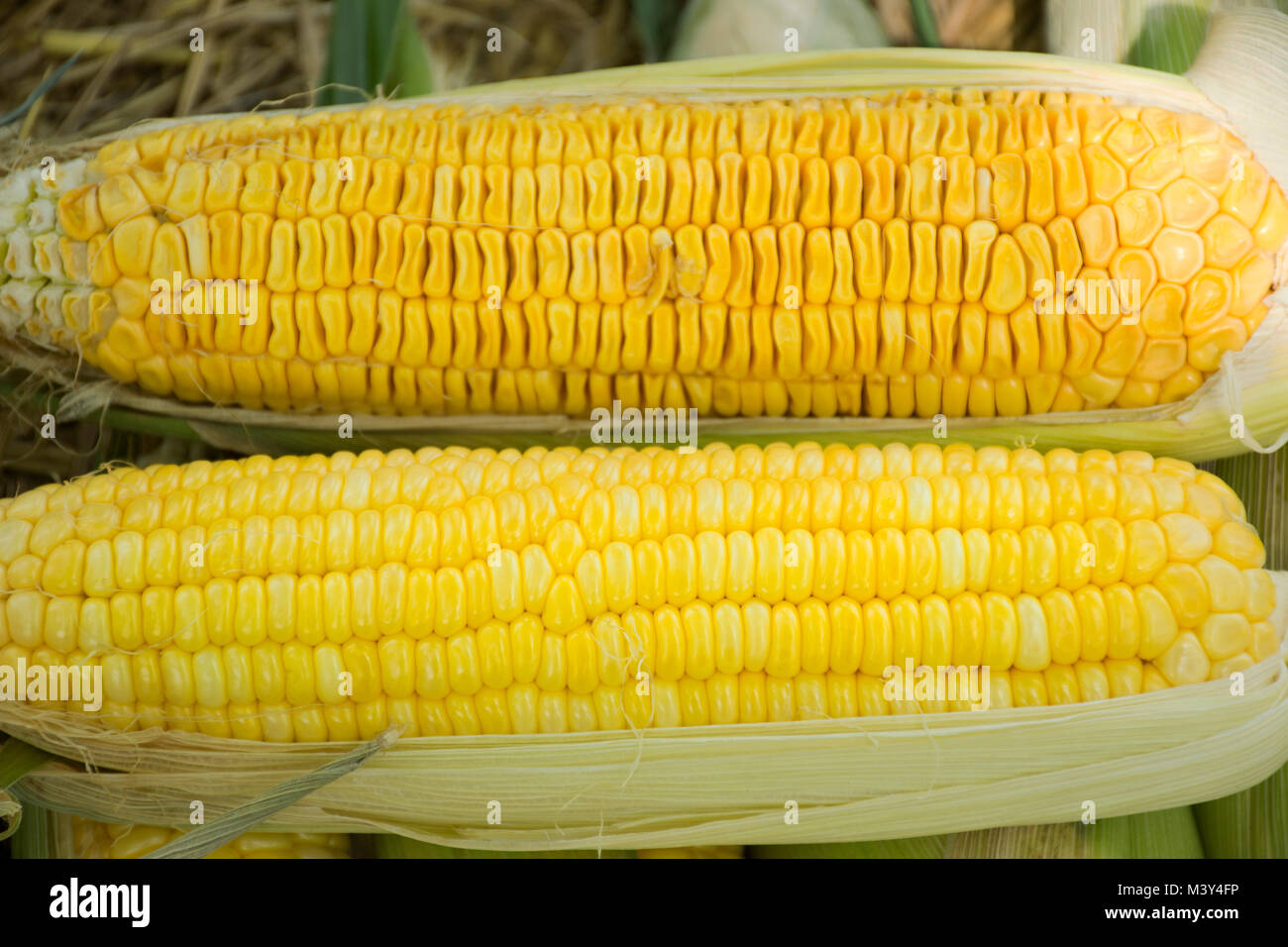 Zea mays linn hi-res stock photography and images - Alamy