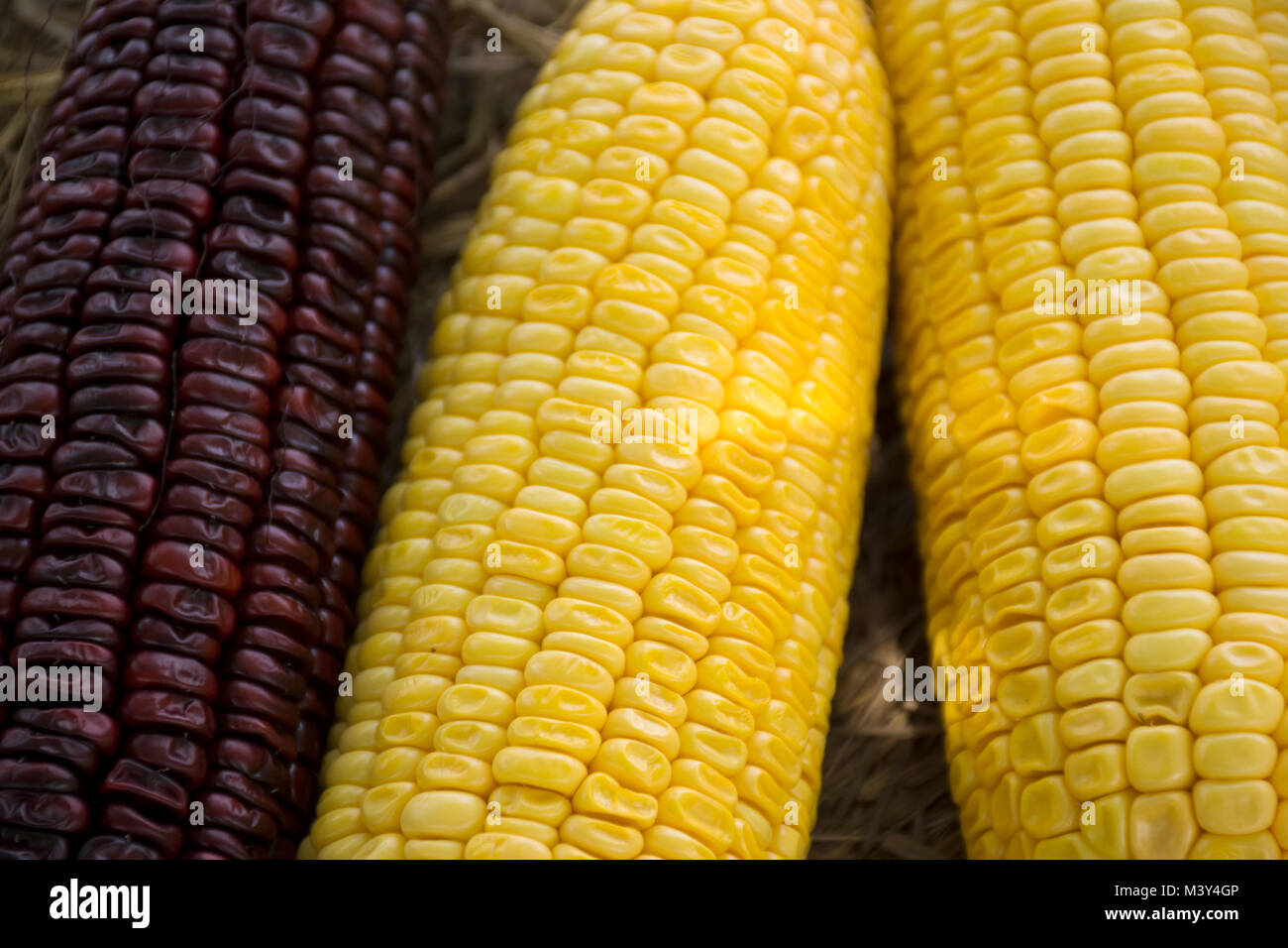 Waxy corn and Sweet Corn from agricultural corn plantation farm at ...