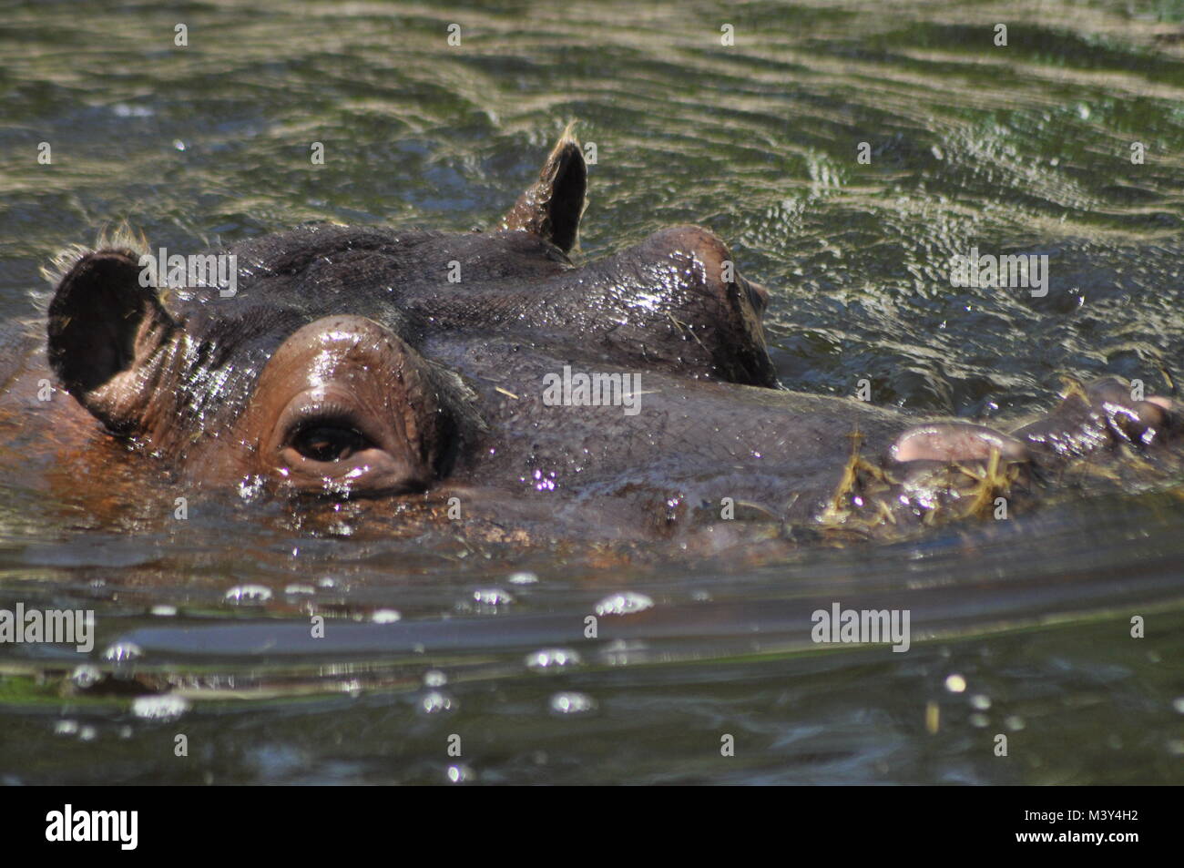 Hippo. Floating in the water a large animal living in Africa Stock ...
