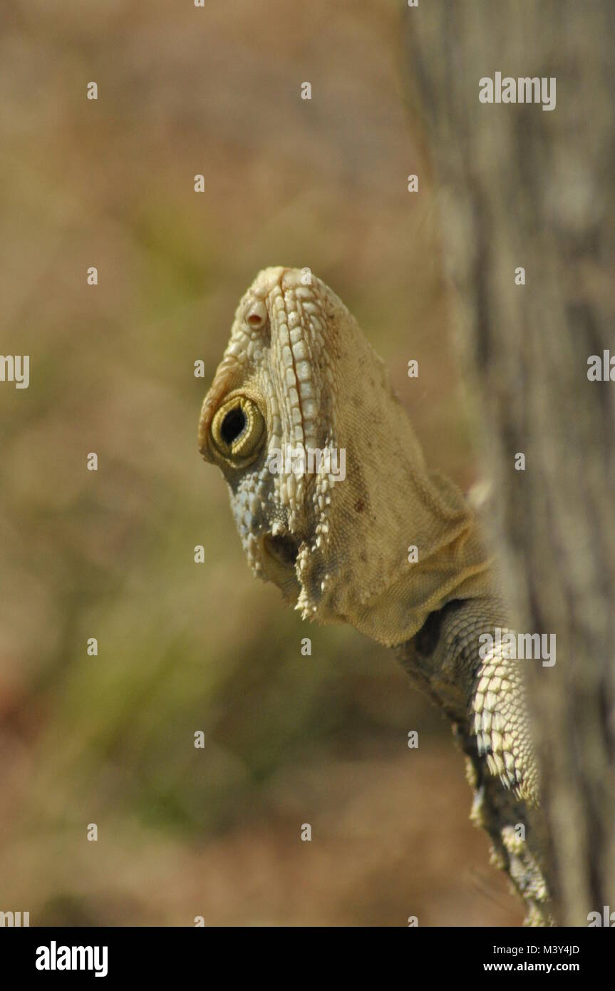 Lizard basking in the sun. Cold-blooded reptile. Skin covered with ...