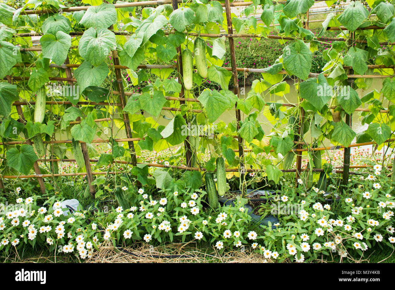 Long Cucumber or Cucumis sativus plant in garden of agricultural ...