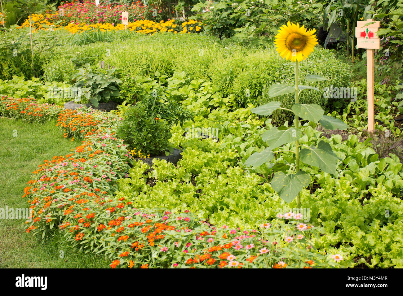 Sunflower plant on garden in Nonthaburi, Thailand Stock Photo - Alamy