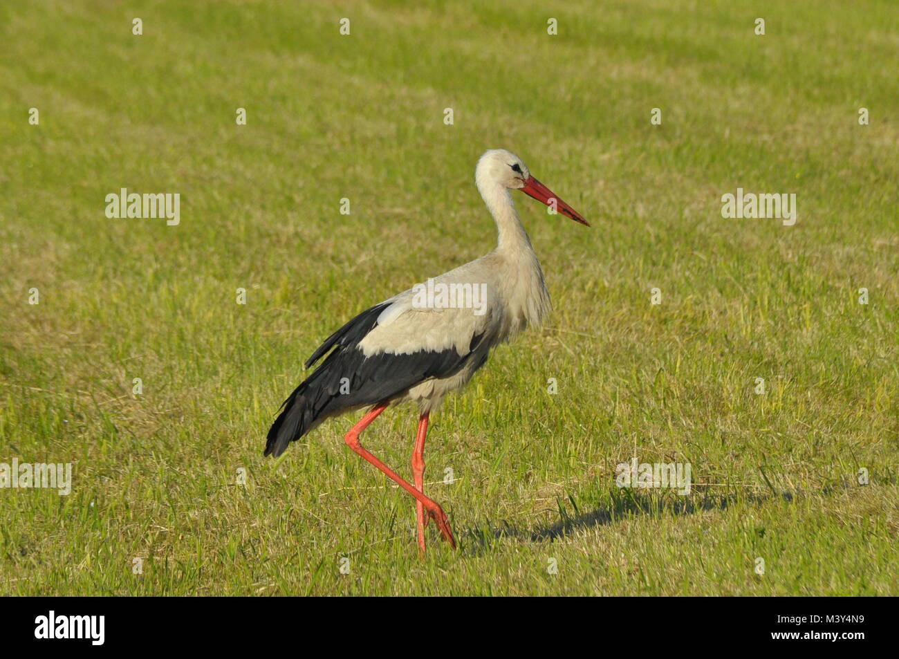 The white stork looking for food in the meadow. Long red legs and beak ...