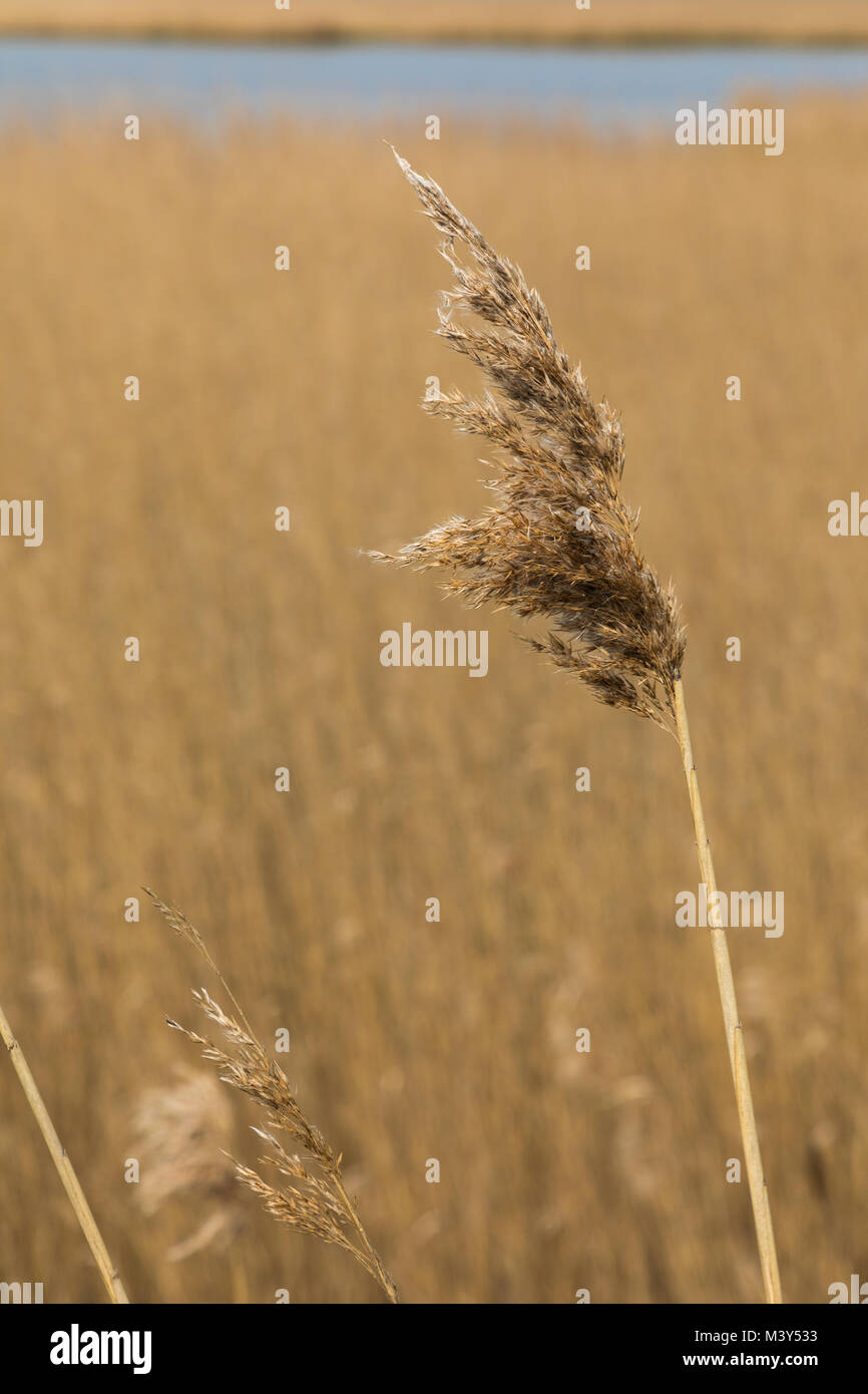 Reed like grass hi-res stock photography and images - Alamy