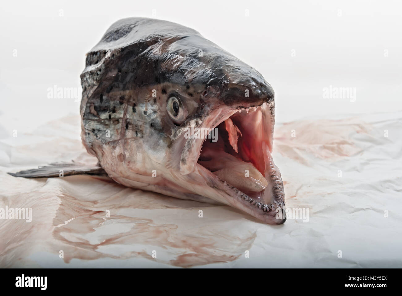 front salmon head 3 Stock Photo - Alamy