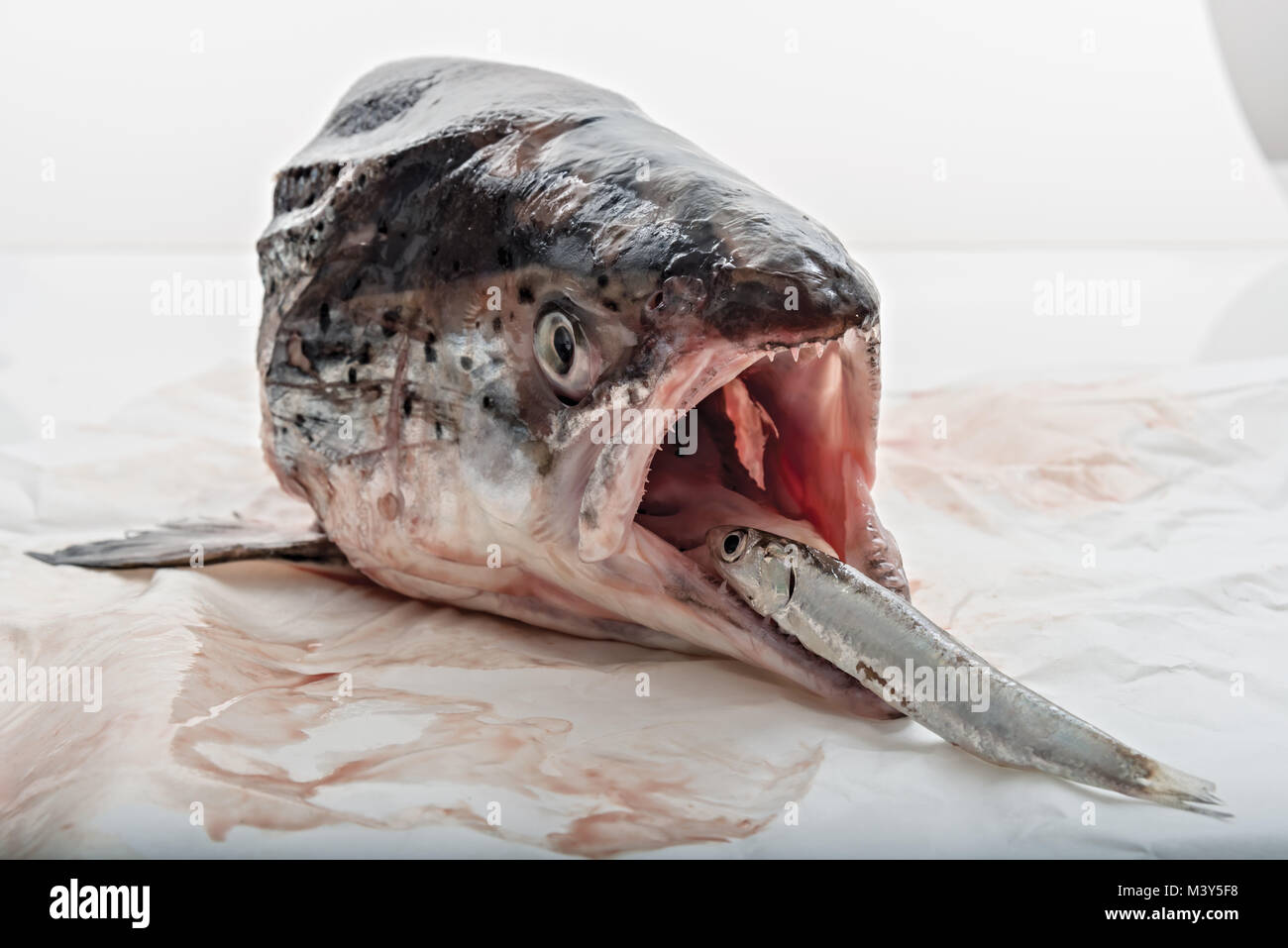 front salmon head 4 Stock Photo - Alamy