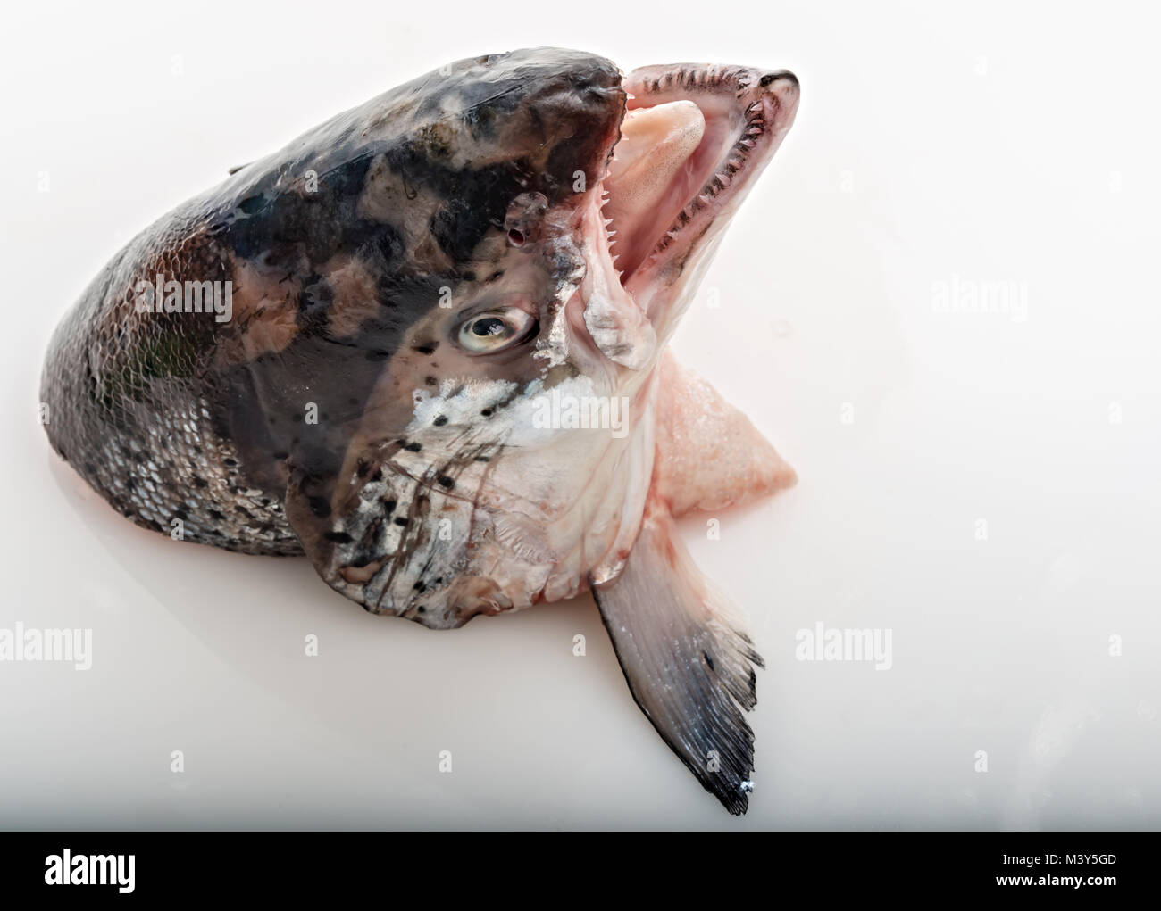 Silver edible seafood caught hi-res stock photography and images - Alamy