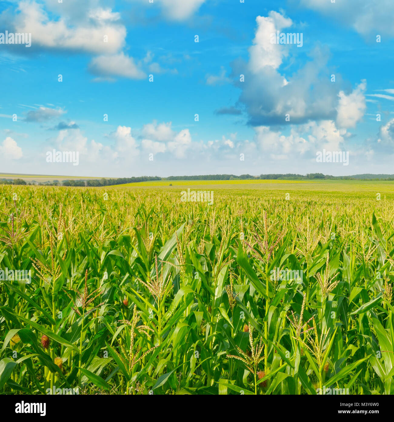 green corn field and blue sky Stock Photo - Alamy
