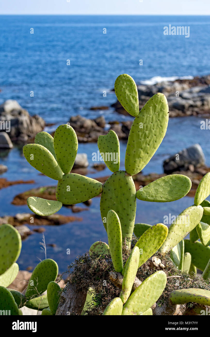 Cacti cluster near the ocean coastal in Costa Brava in Spain Stock ...