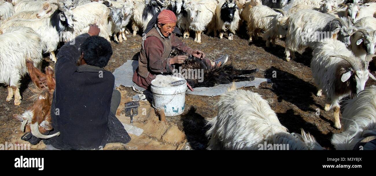 Pashmina Goat Stock Photos & Pashmina Goat Stock Images - Alamy