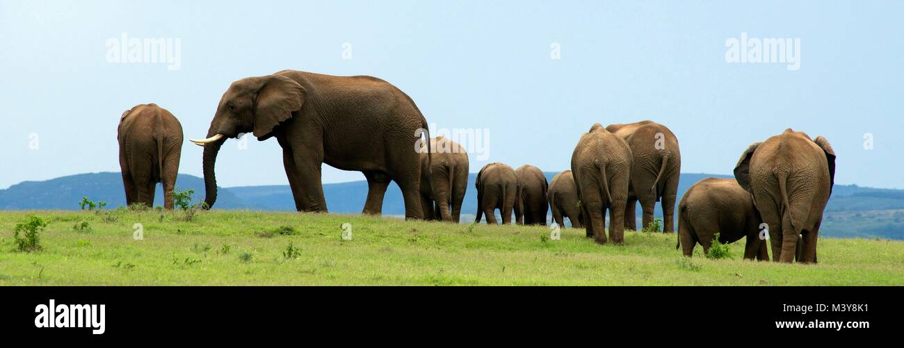 South Africa, Eastern Cape, Addo Elephant National Park, African ...