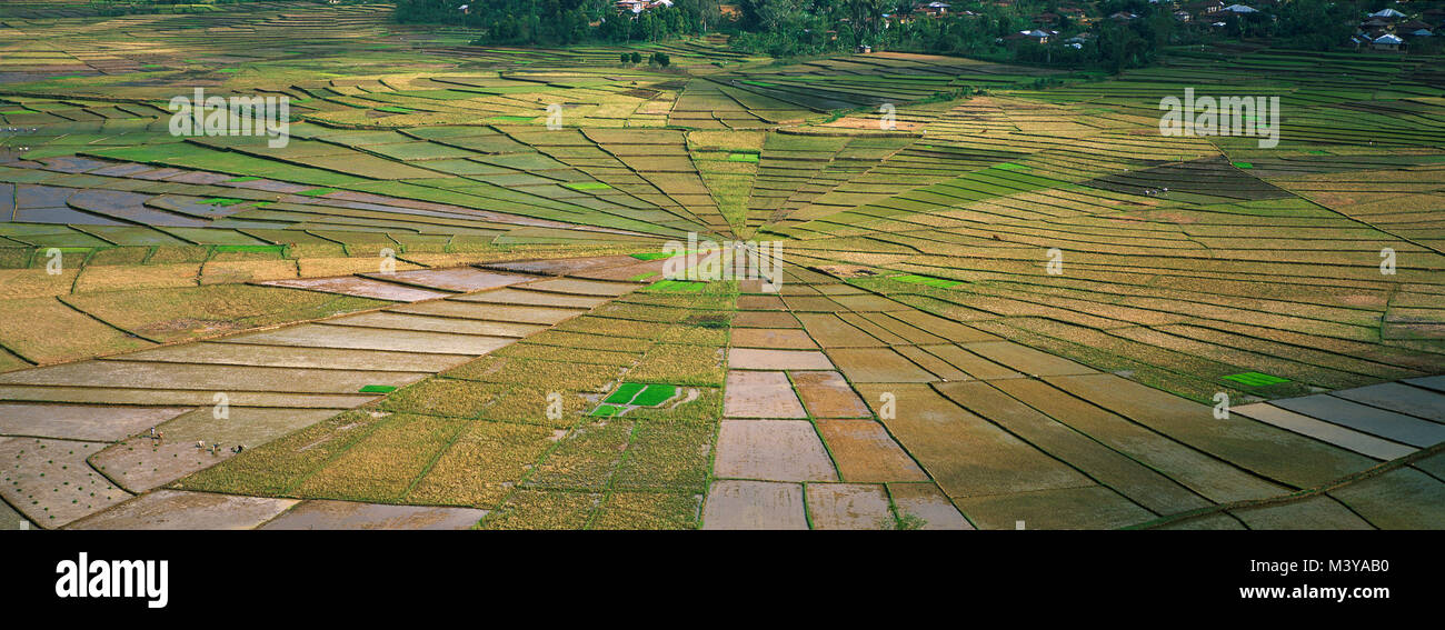 Spiders of indonesia hi-res stock photography and images - Alamy