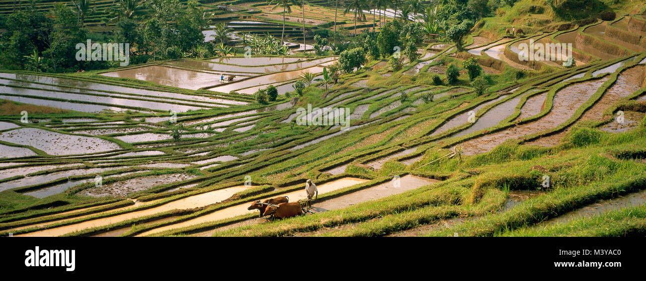 Indonesia, Bali, Subak irrigation system, listed as World Heritage by ...