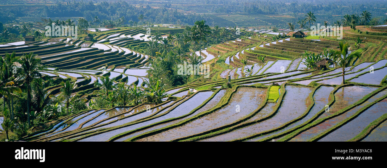 Indonesia, Bali, Subak irrigation system, listed as World Heritage by ...