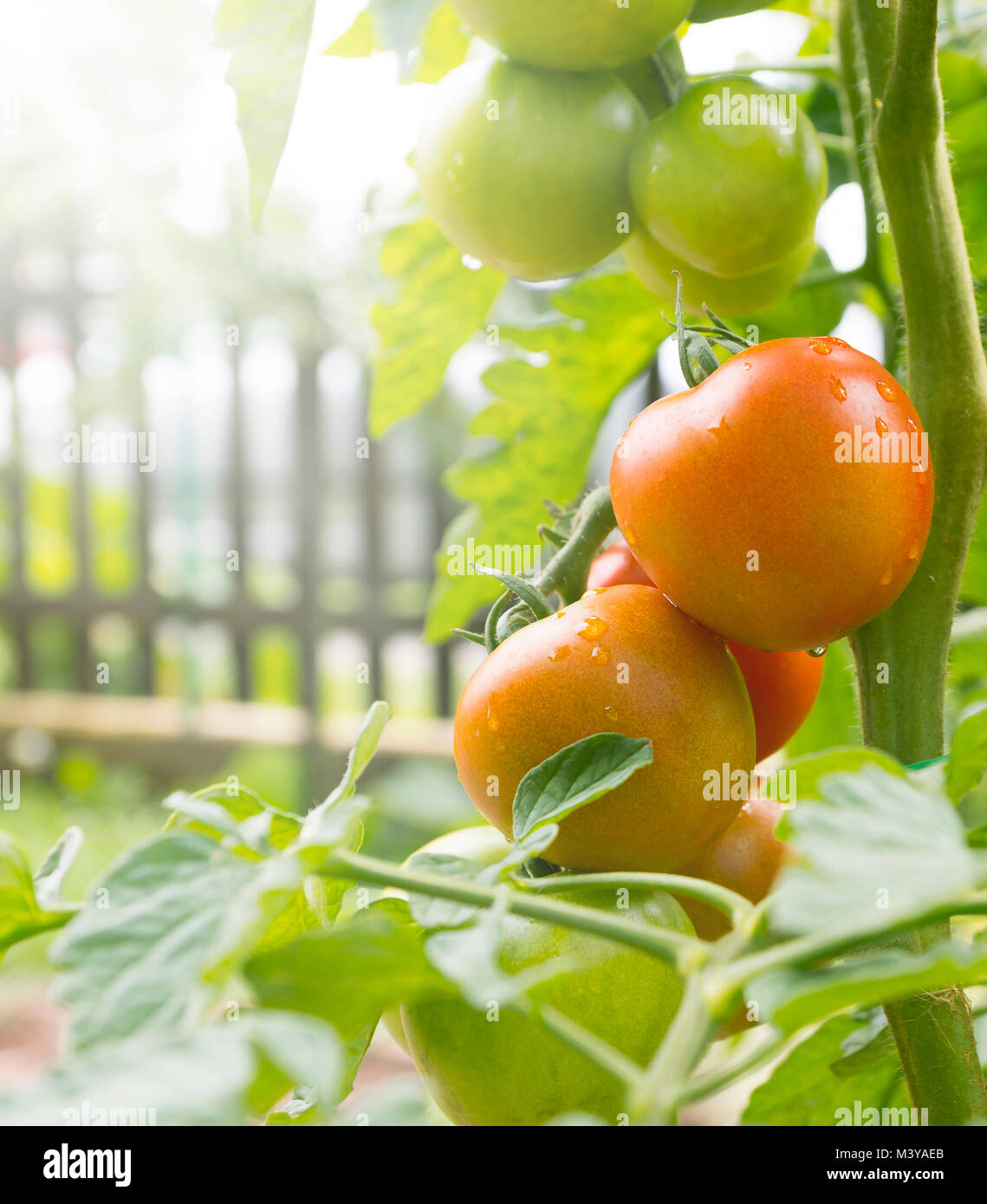 Fresh home made tomatoes Stock Photo - Alamy