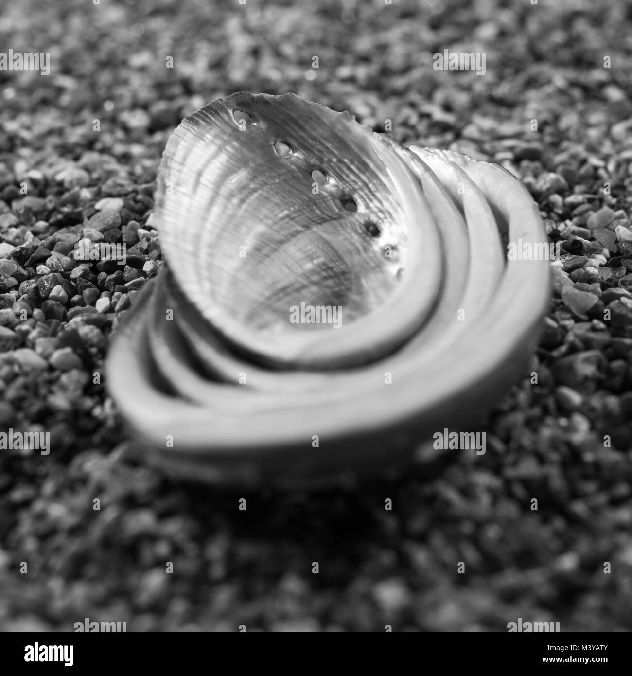 Black and White still life of Shells and other Seaside objects Stock ...
