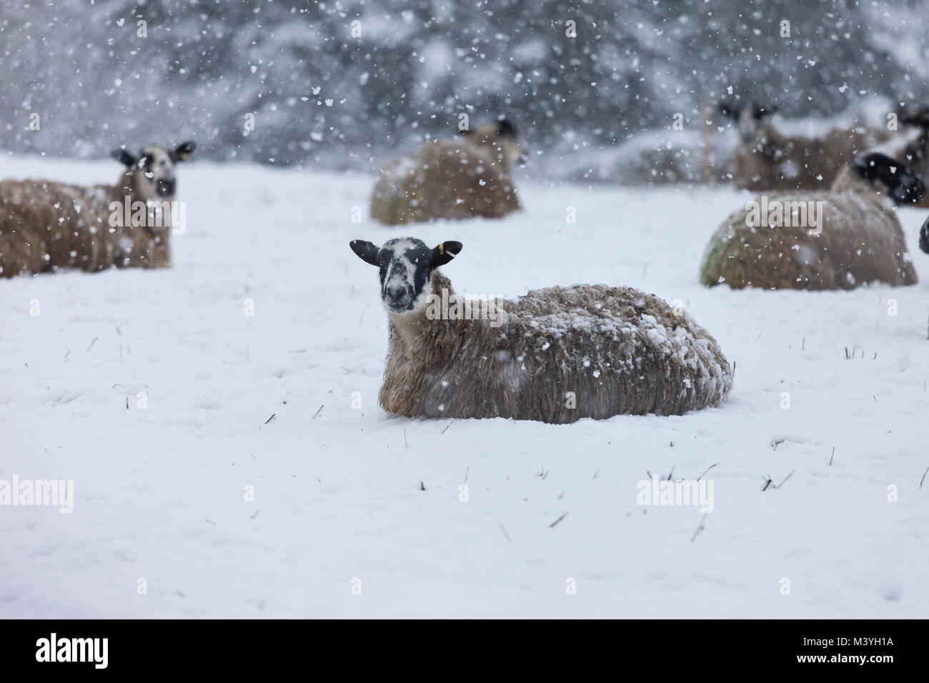 Farm animals in bad weather hi-res stock photography and images - Alamy