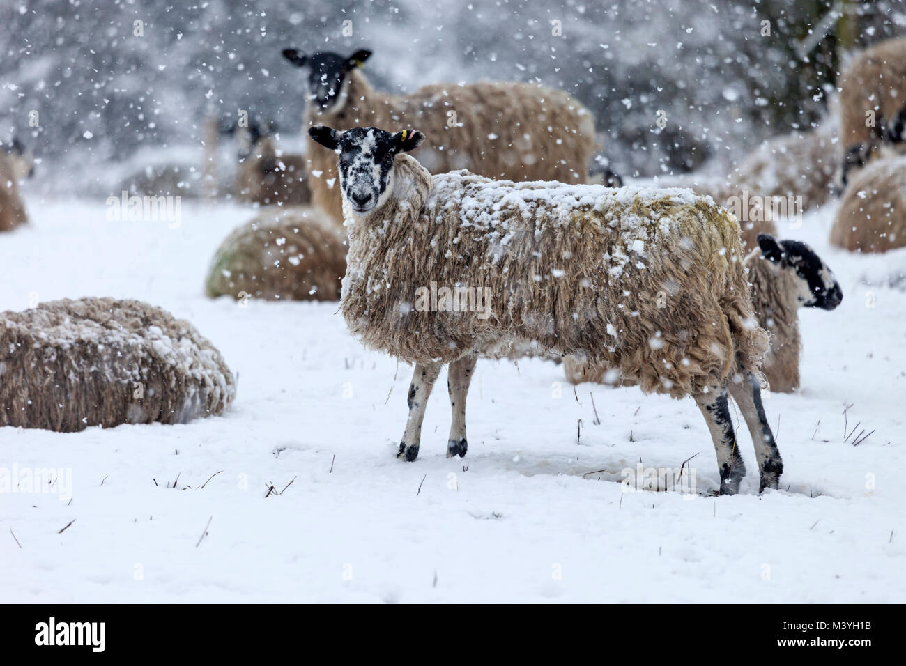 Farm animals in snow hi-res stock photography and images - Alamy