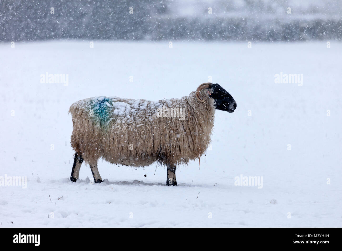 Farm animals in bad weather hi-res stock photography and images - Alamy